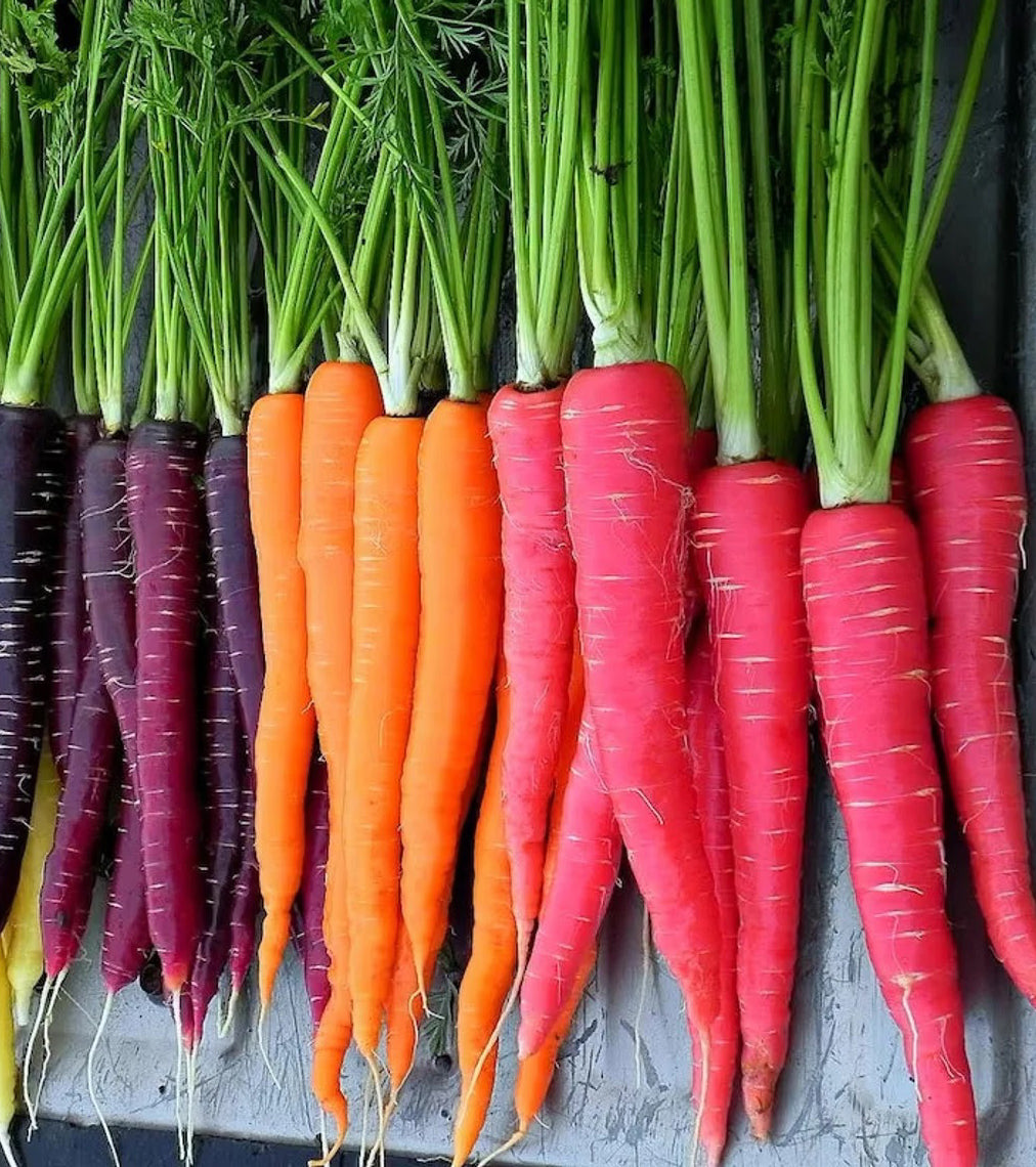 150 Organic Rainbow Mix Carrot Vegetable Seeds – New Hill Farms