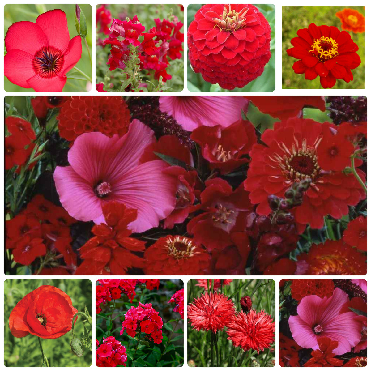 1000+ Red Flower Seed Mix – New Hill Farms