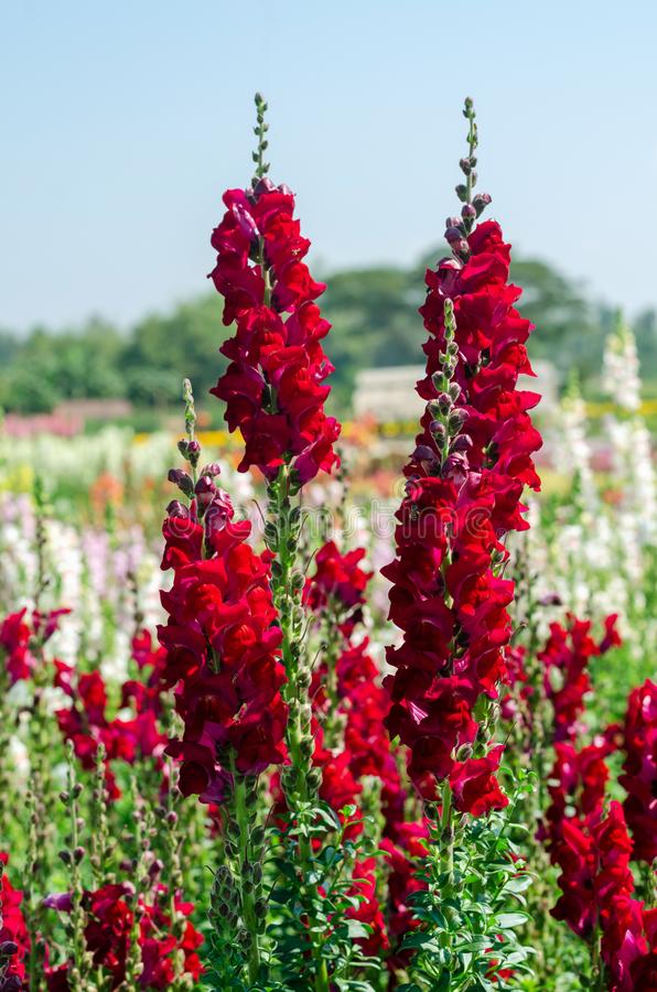 100 Rocket Red Snapdragon Flower – New Hill Farms