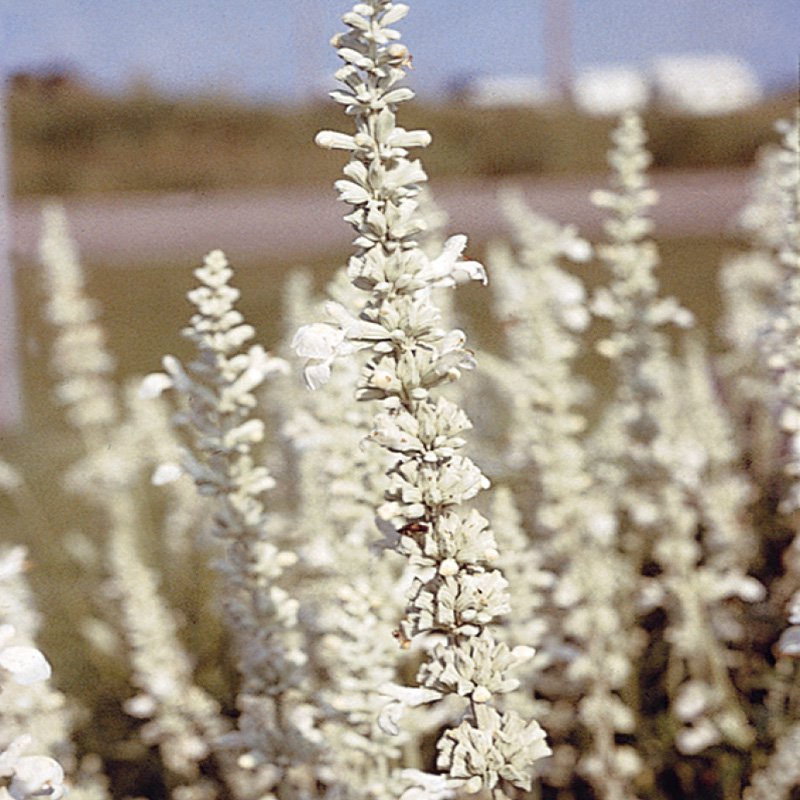 100 White Perennial Sage / White Salvia Flower Seeds – New Hill Farms